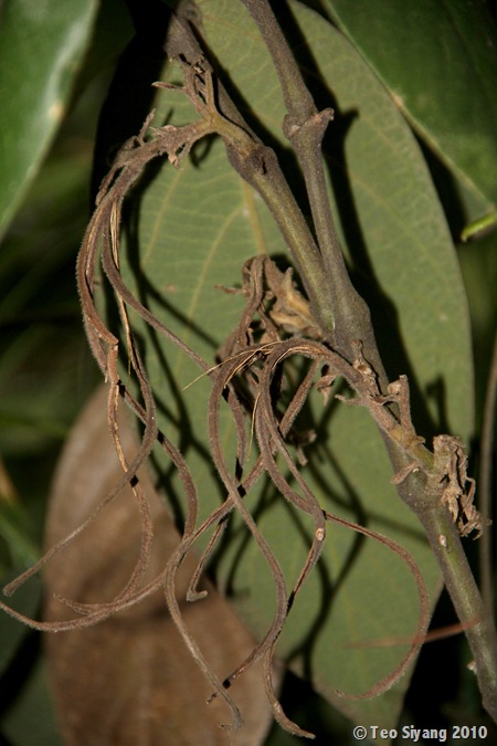 Urban Forest: Back to MacRitchie